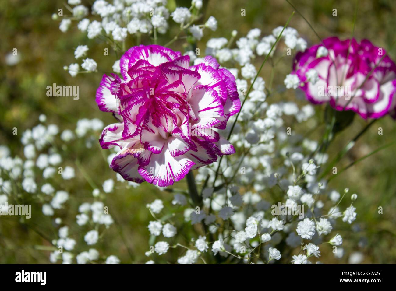 Pink And White Carnation Flower