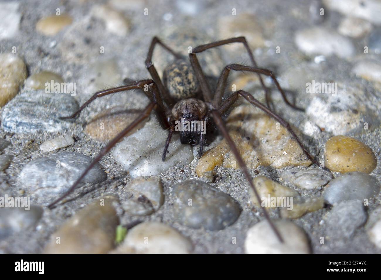 Giant house spider eratigena artica on stones Stock Photo - Alamy