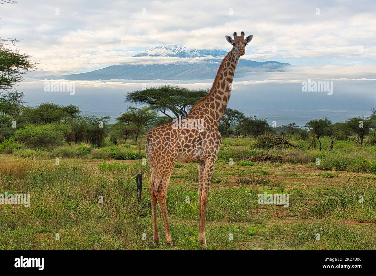 Giraffes and Mount Kilimanjaro in Amboseli National Park Stock Photo ...
