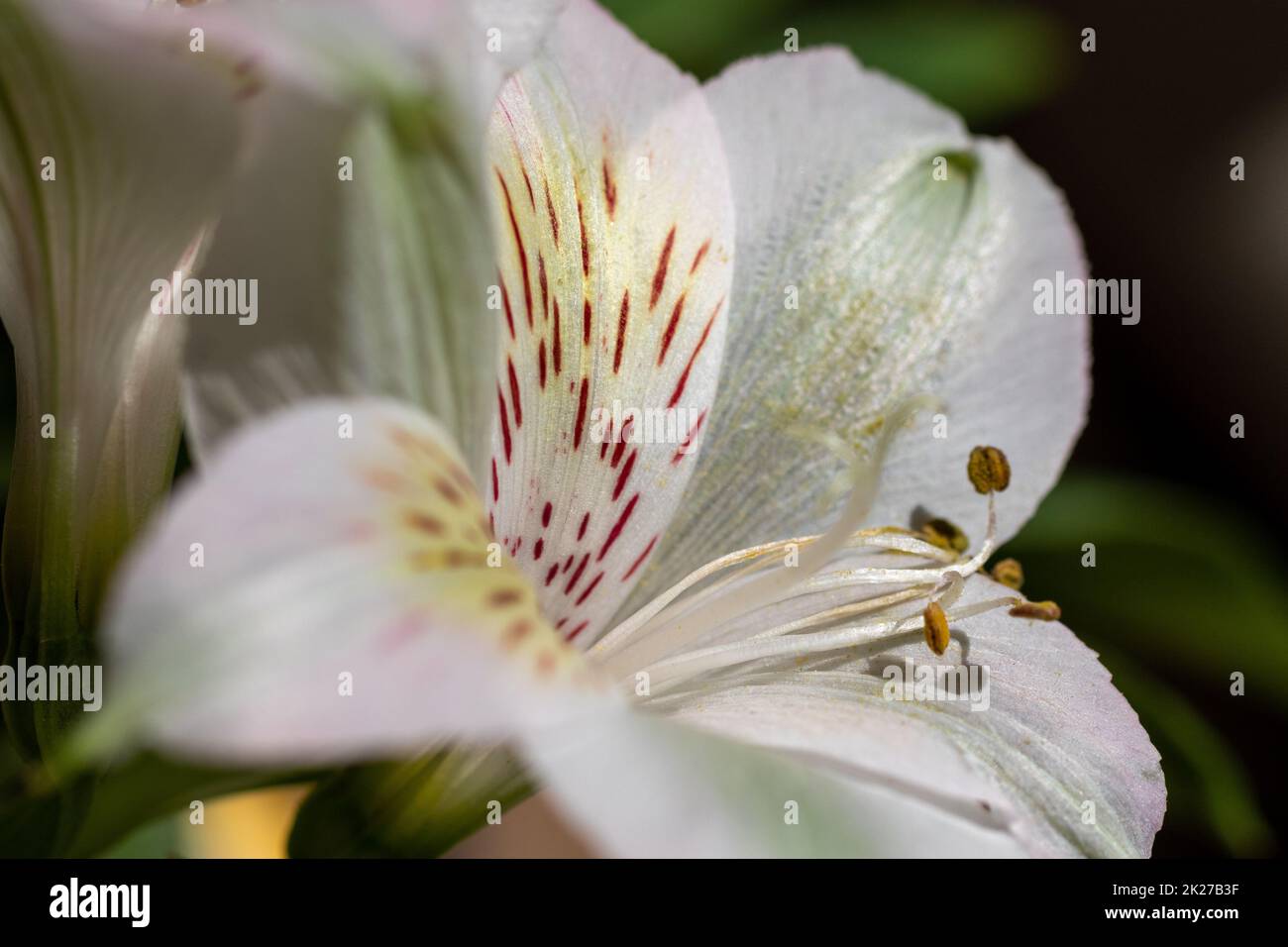 Macro shots of flowers in bouquets for the home Stock Photo - Alamy