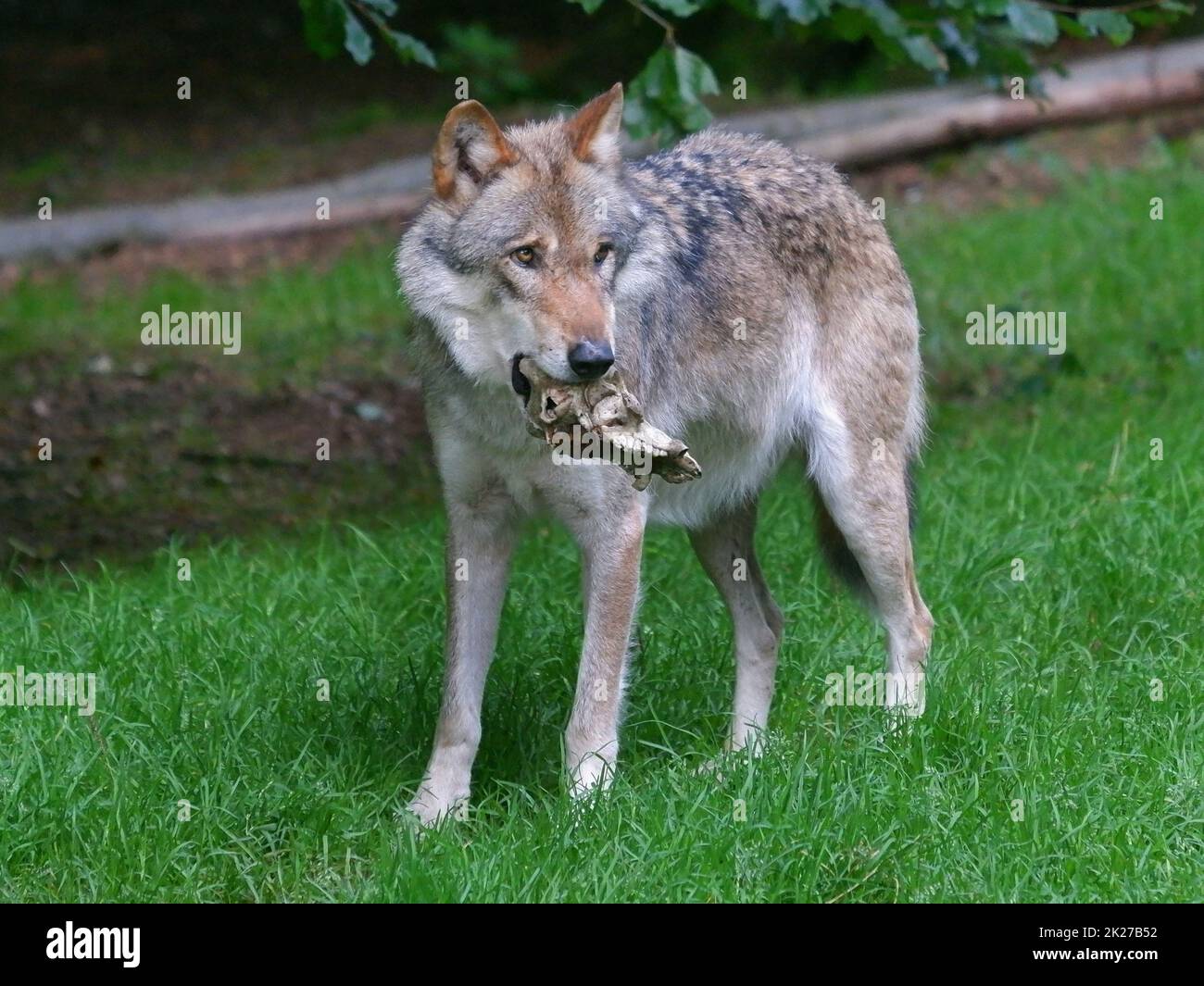 European gray wolf in action in the wild Stock Photo - Alamy
