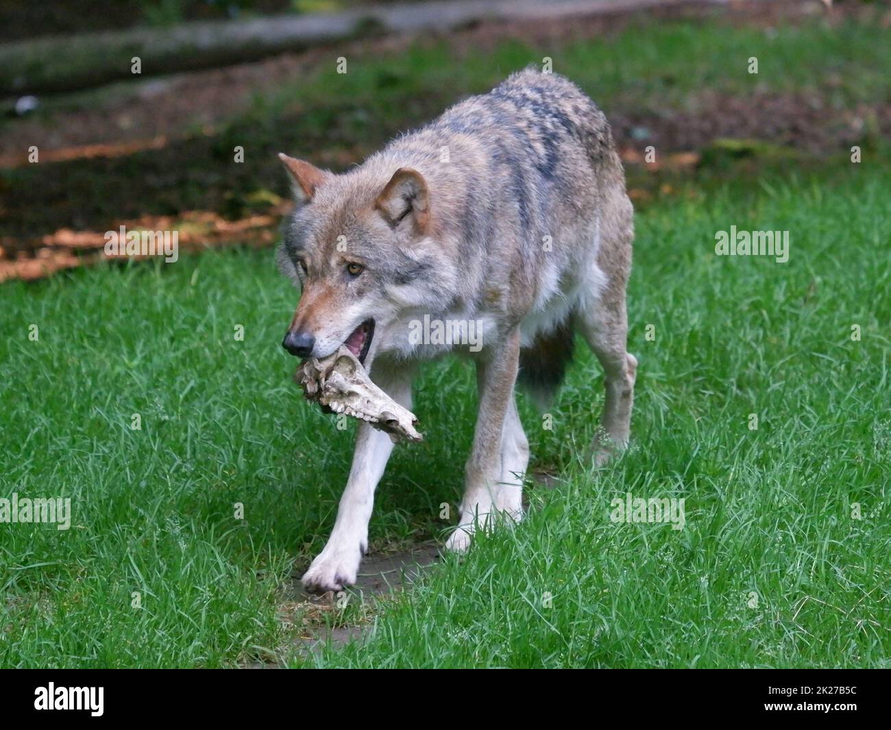 European gray wolf in action in the wild Stock Photo - Alamy