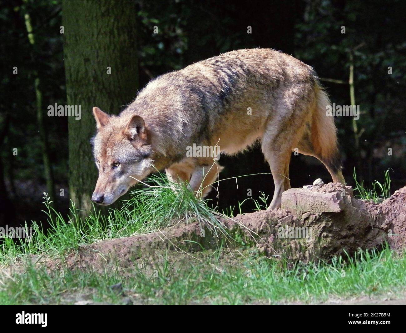 European gray wolf in action in the wild Stock Photo - Alamy