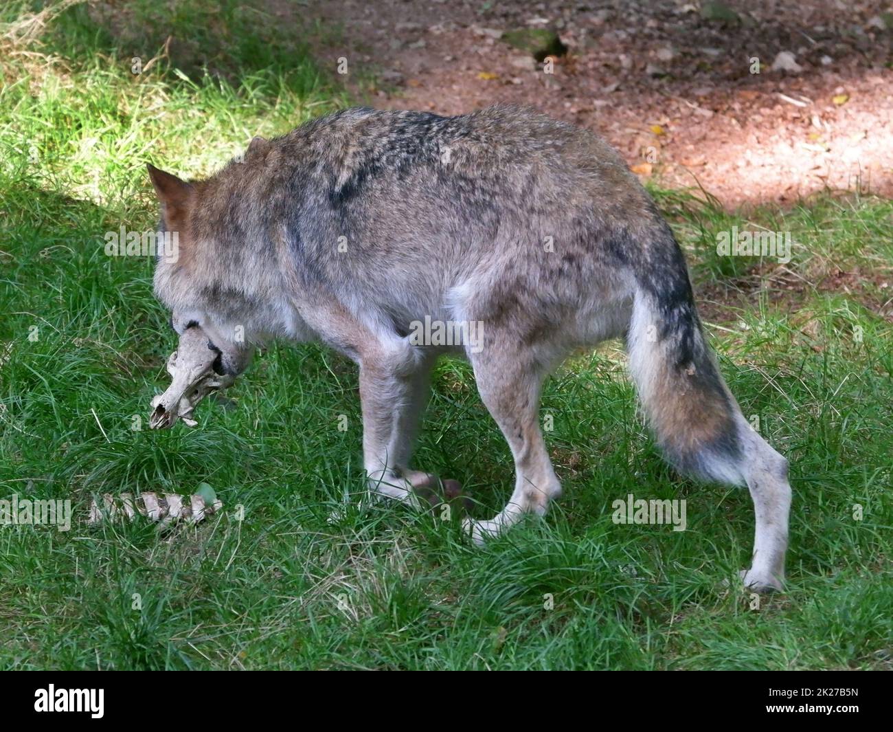 European gray wolf in action in the wild Stock Photo - Alamy