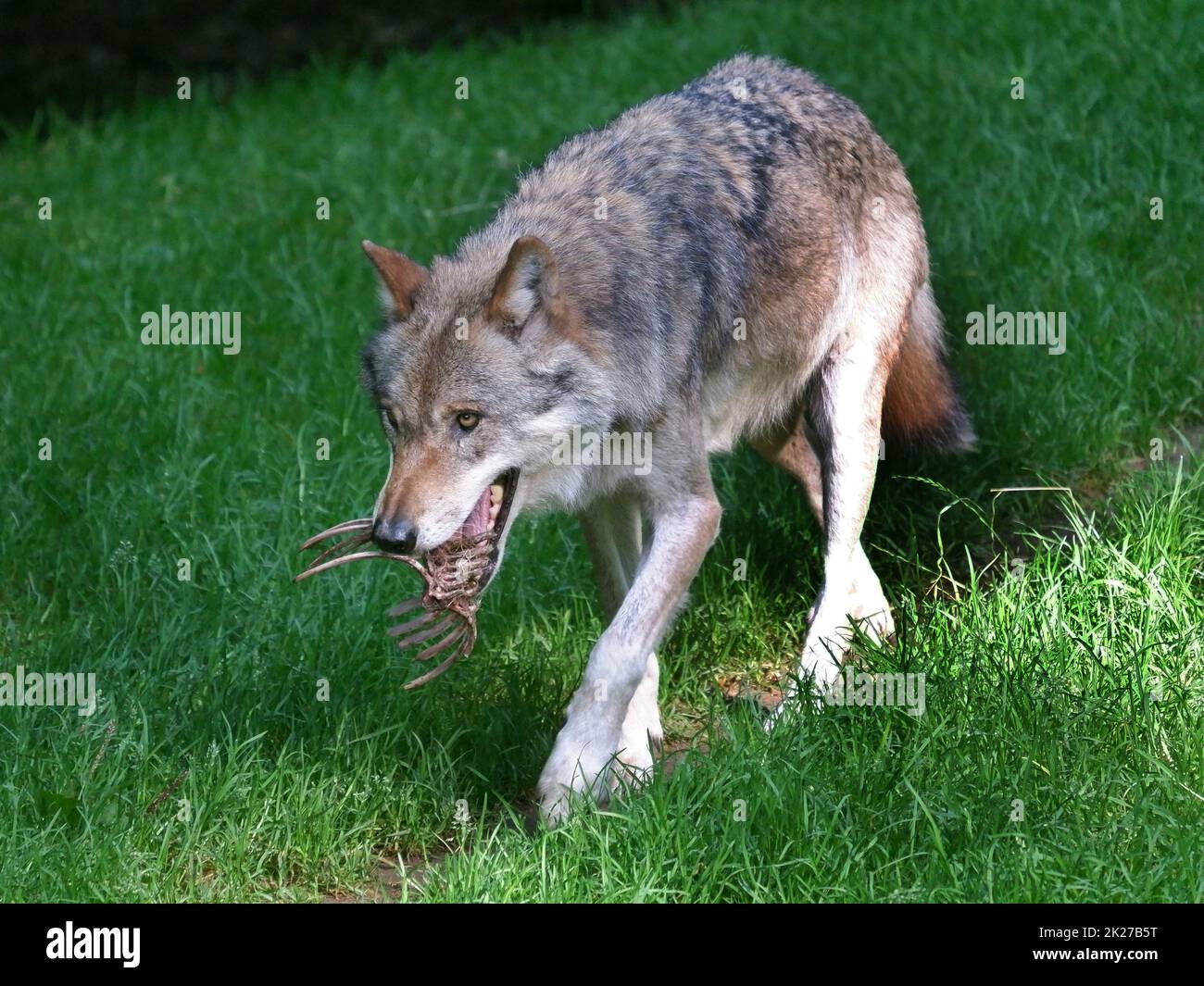 European gray wolf in action in the wild Stock Photo - Alamy