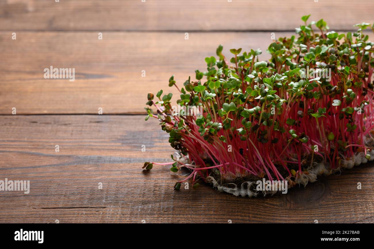 fresh radish sprouts, healthy microgreen for salad and drinks Stock ...