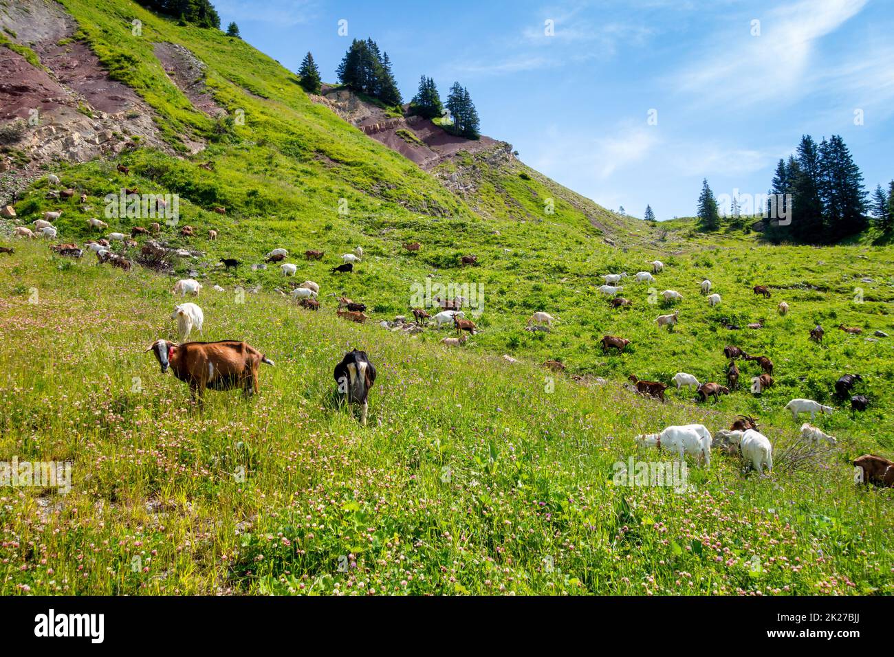 Goats in field hi-res stock photography and images - Alamy