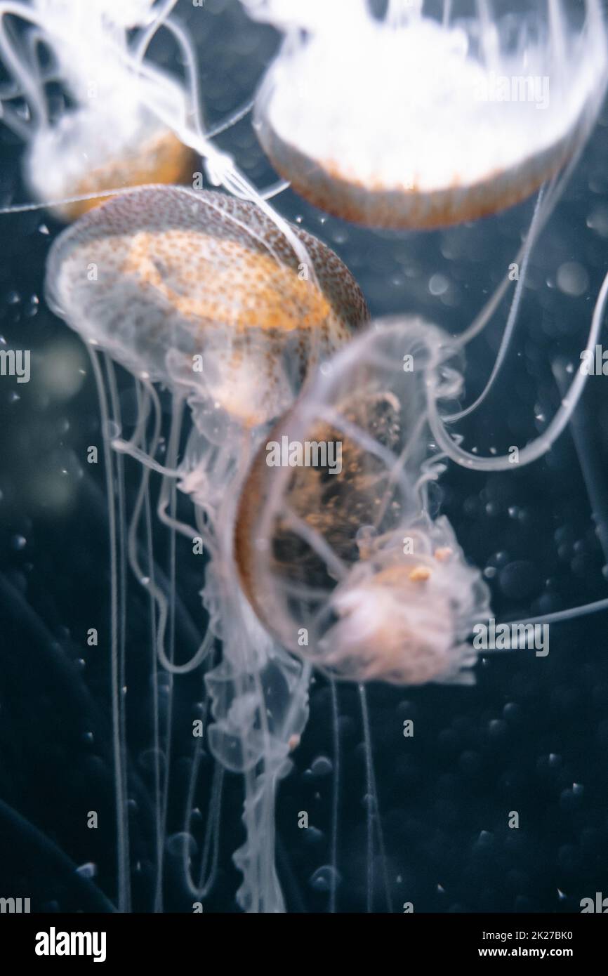 Jellyfish floating in the deep ocean Stock Photo - Alamy