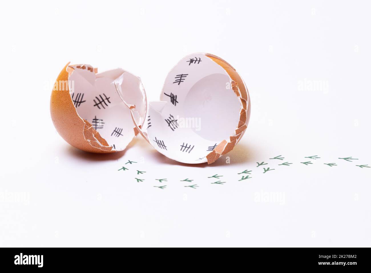 Escape from a chicken egg Stock Photo - Alamy