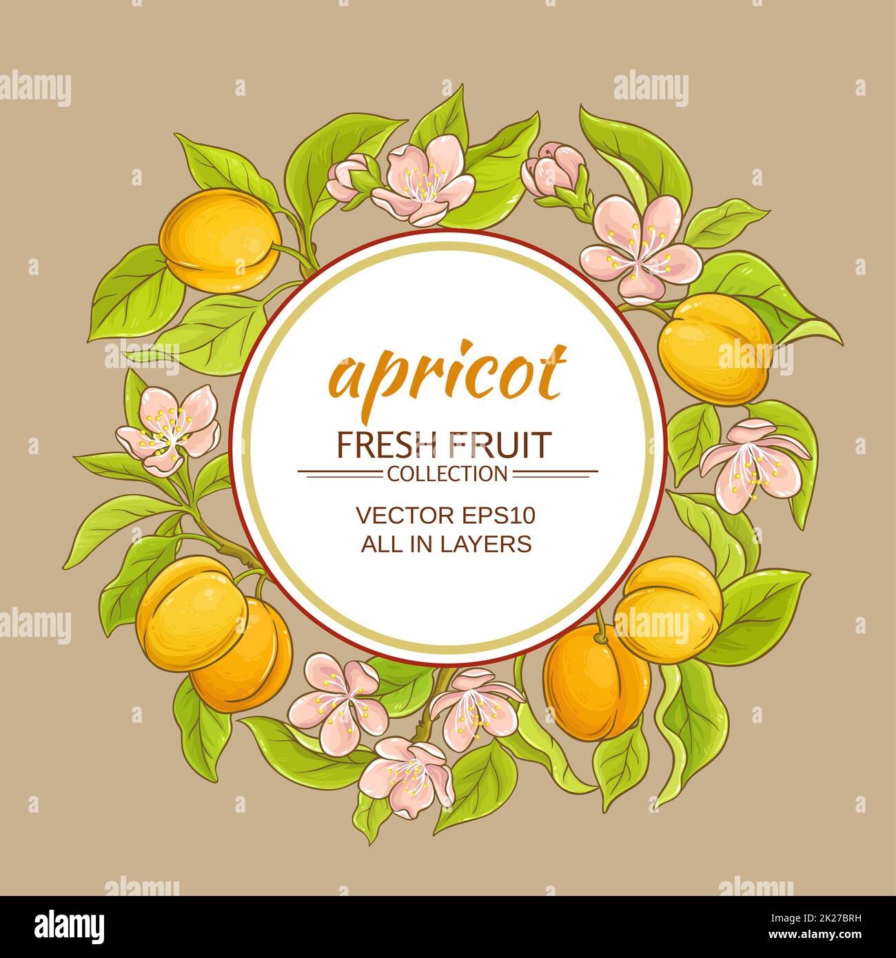 Apricot drawing hi-res stock photography and images - Alamy