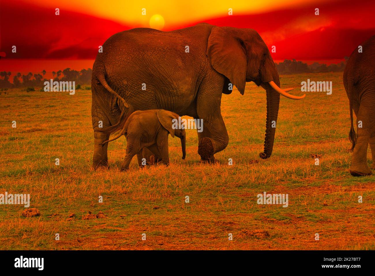 Elephants and sunset in the Tsavo East and Tsavo West National Park in ...