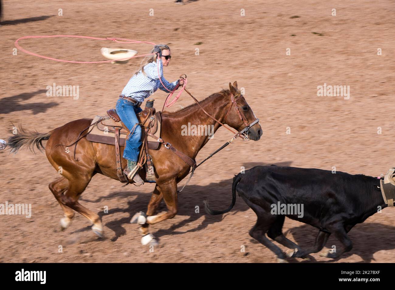A cowgirls stetson hat flies off as she chases a young steer on ...