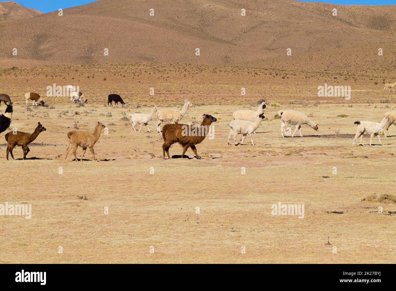 Bolivian llama breeding,Bolivia Stock Photo - Alamy