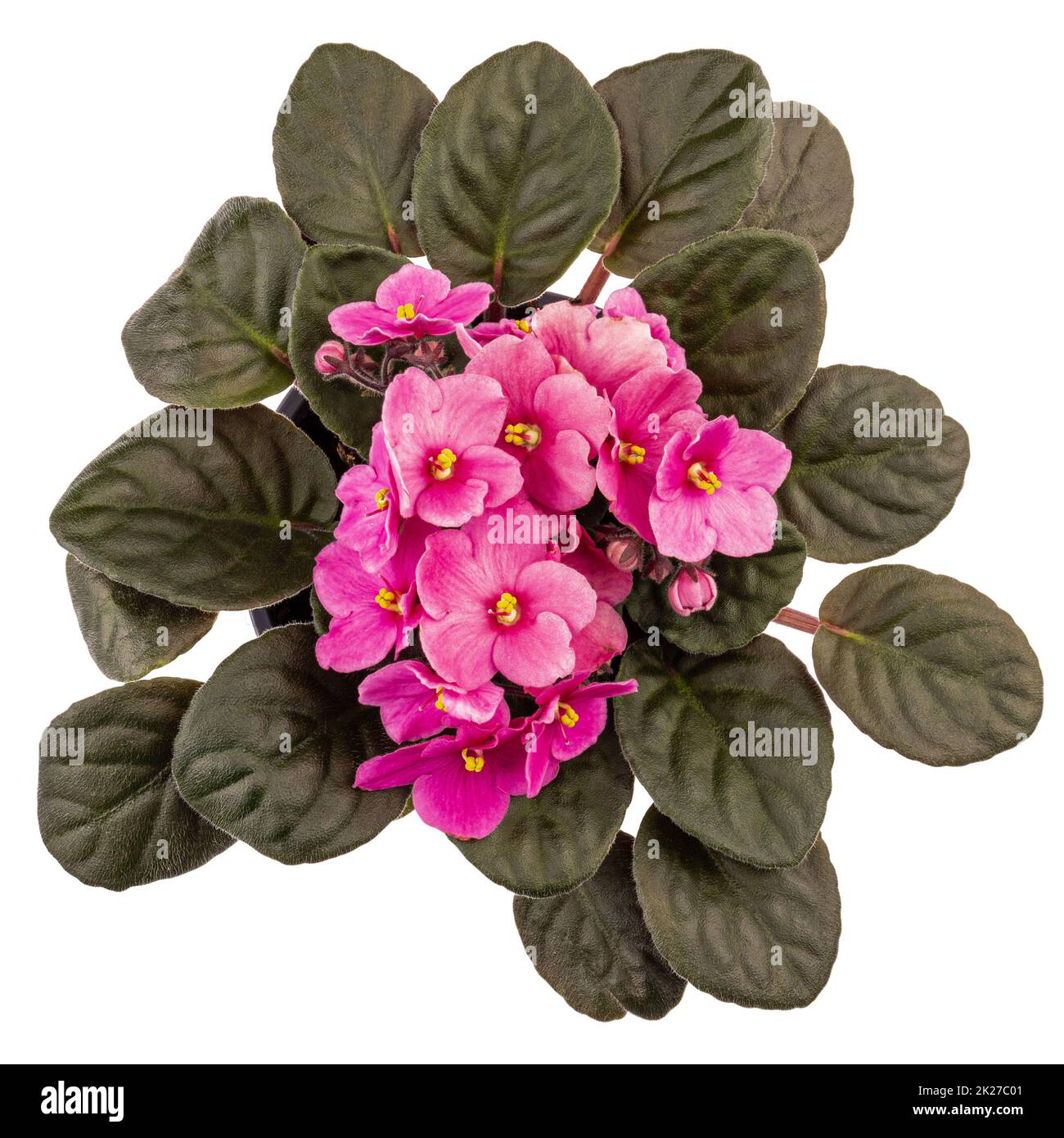 Pink African violet flower Stock Photo - Alamy