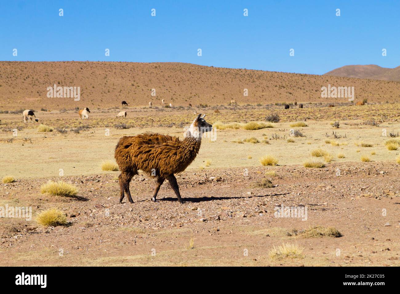 Lama breeding hi-res stock photography and images - Alamy