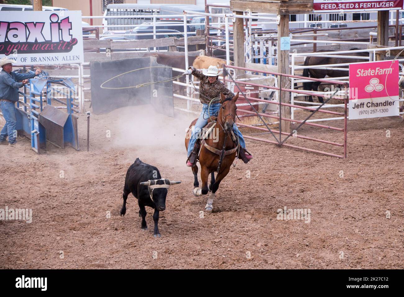 A cowgirl spins a lasso while chasing a young bull in a timed event at ...