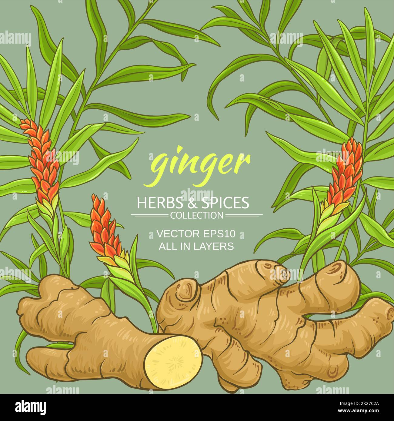 ginger vector frame Stock Photo - Alamy