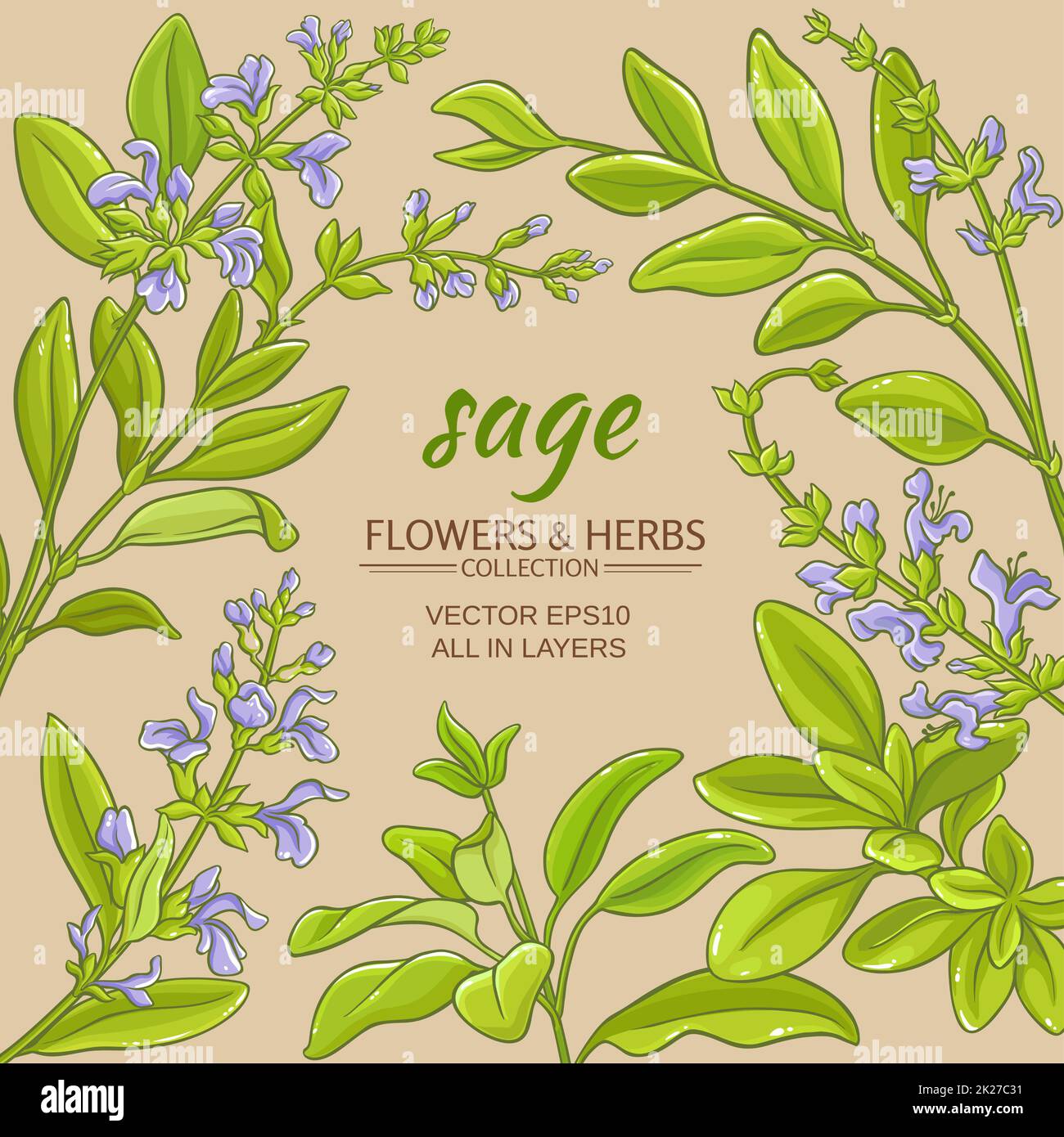 sage vector frame Stock Photo - Alamy