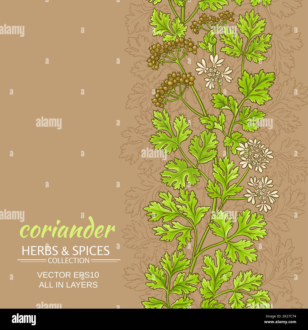 coriander vector pattern Stock Photo - Alamy