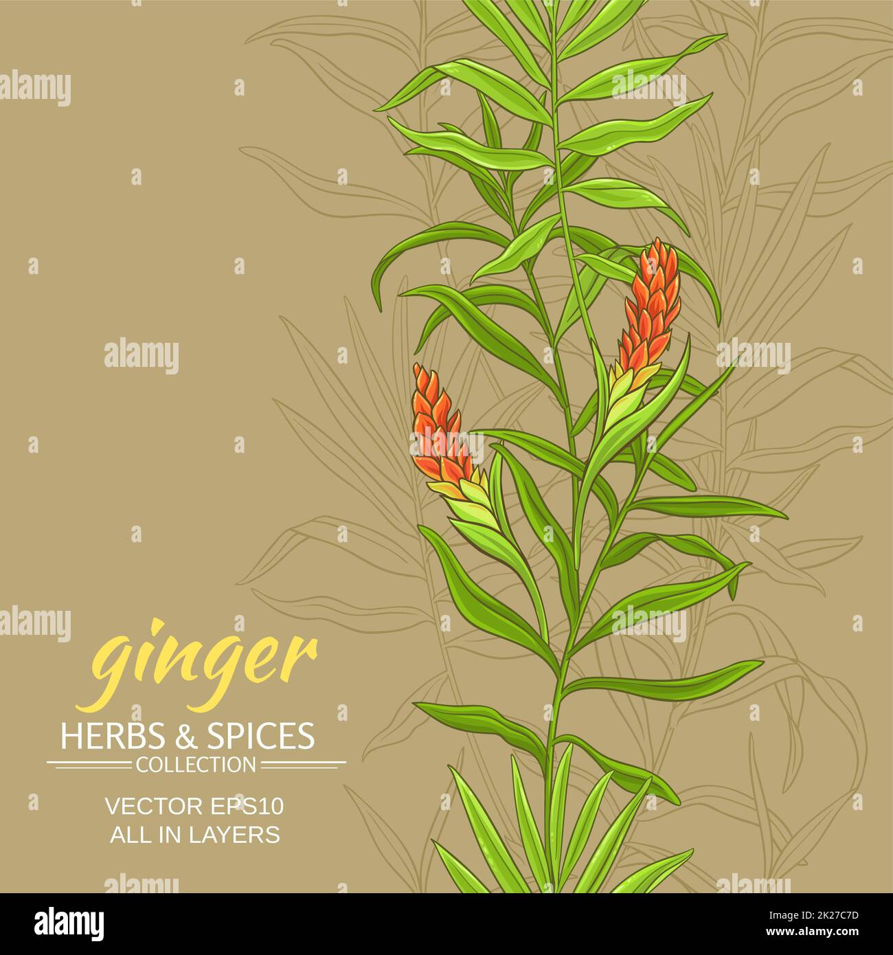 ginger vector background Stock Photo - Alamy