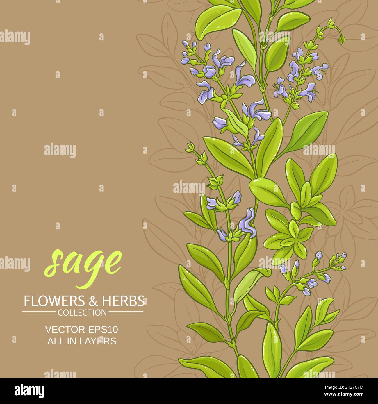 sage vector backround Stock Photo - Alamy