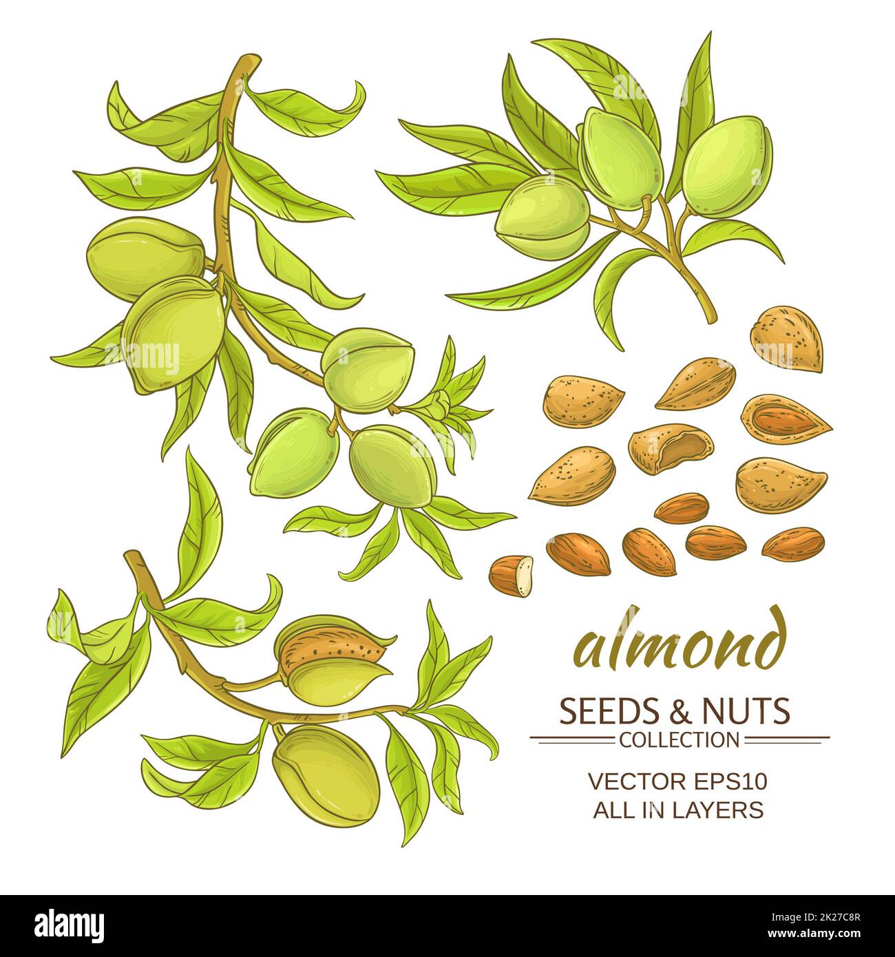 almond vector set Stock Photo - Alamy