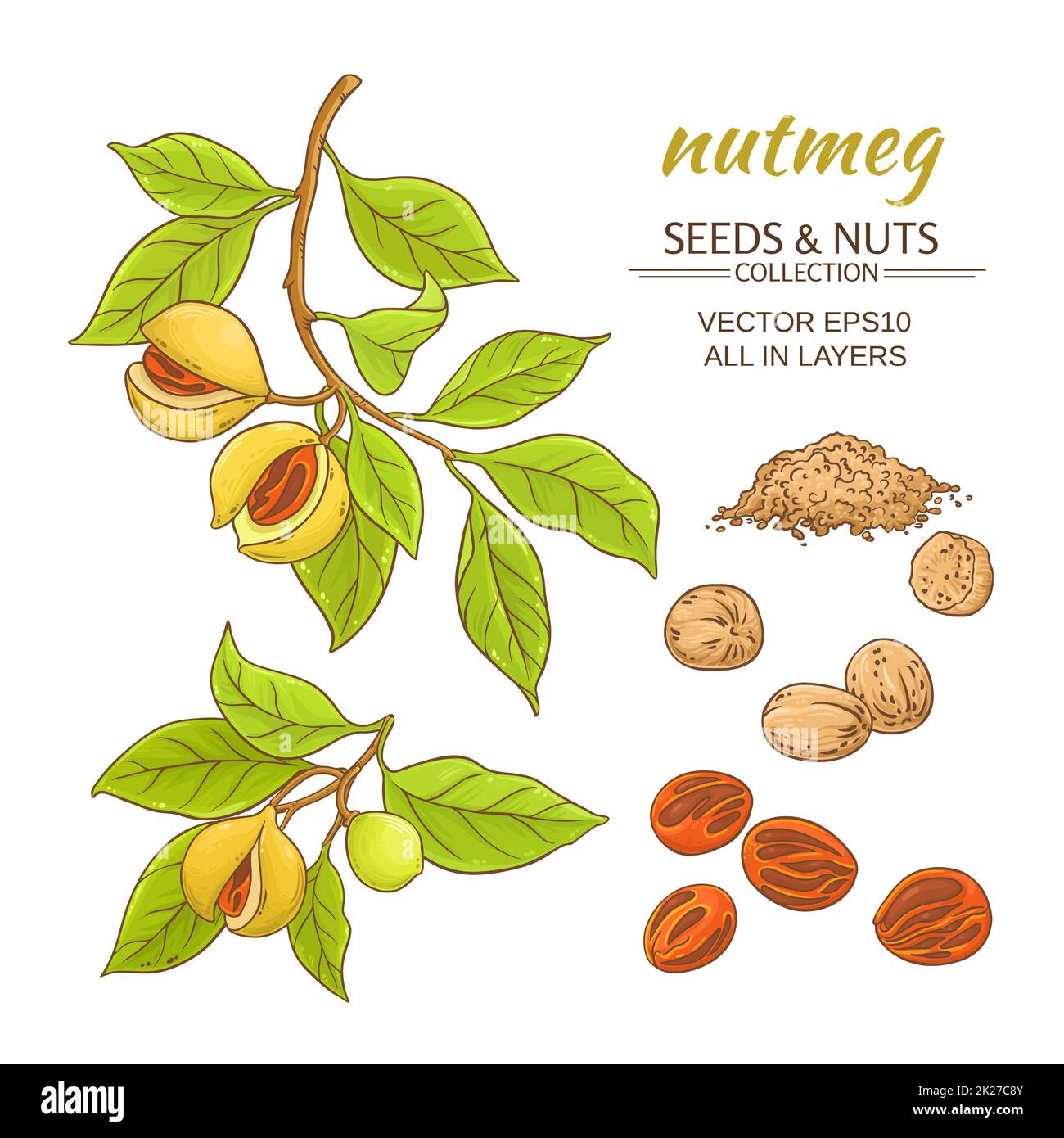 nutmeg vector set Stock Photo - Alamy
