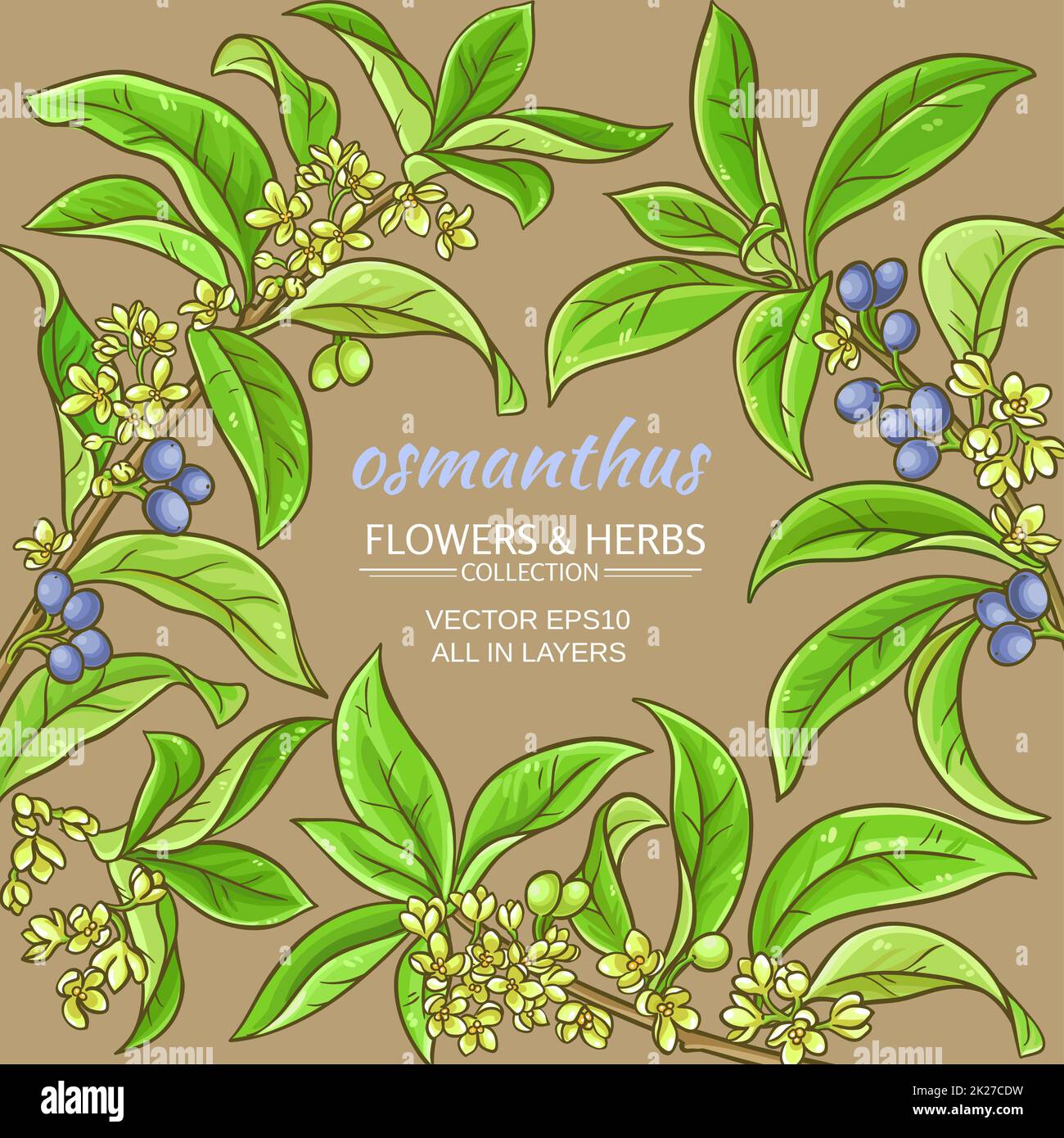 osmanthus vector frame Stock Photo - Alamy