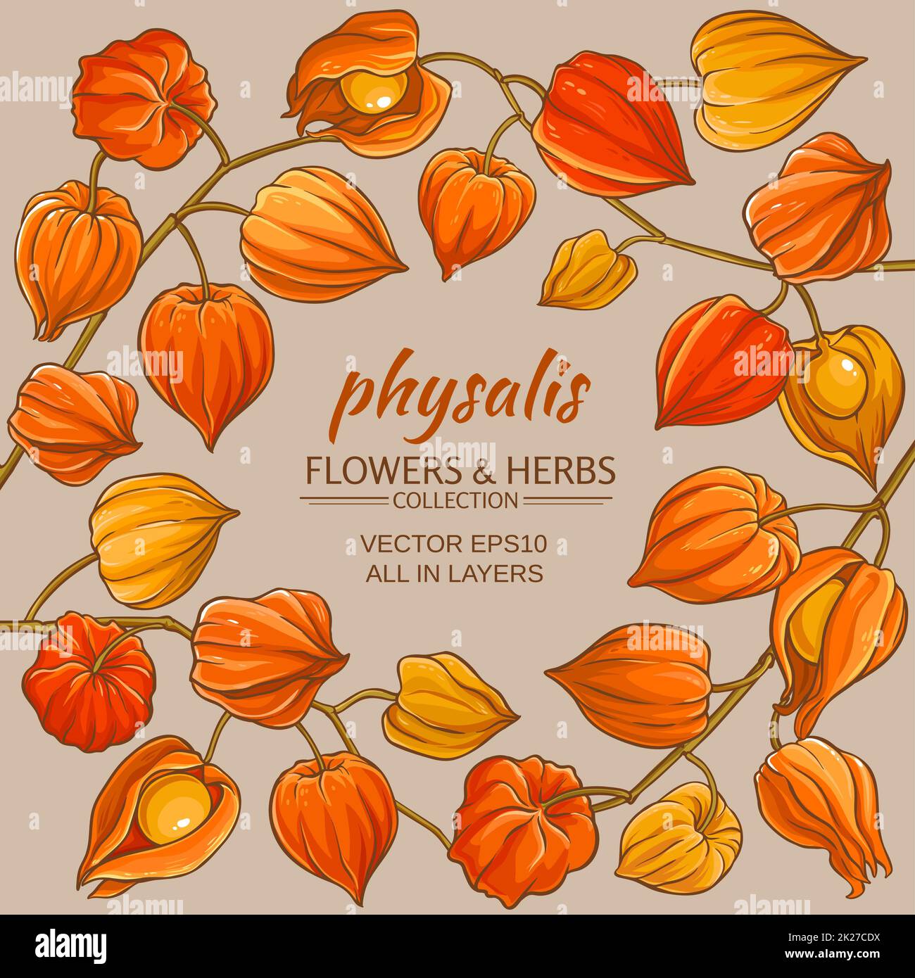 physalis vector frame Stock Photo - Alamy