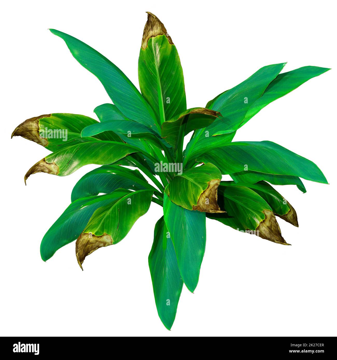 Tropical banana tree Cut Out Stock Images & Pictures - Alamy