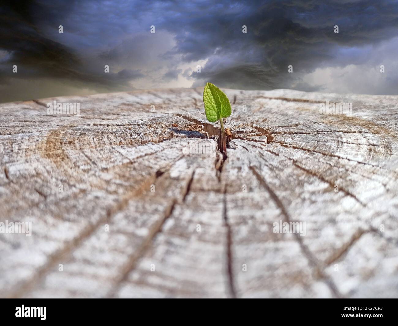 Leaf growing in place of sawn tree. Ecological problems. Deforestation ...