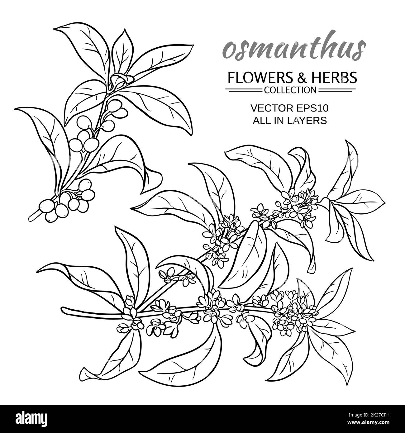 osmanthus vector set Stock Photo - Alamy