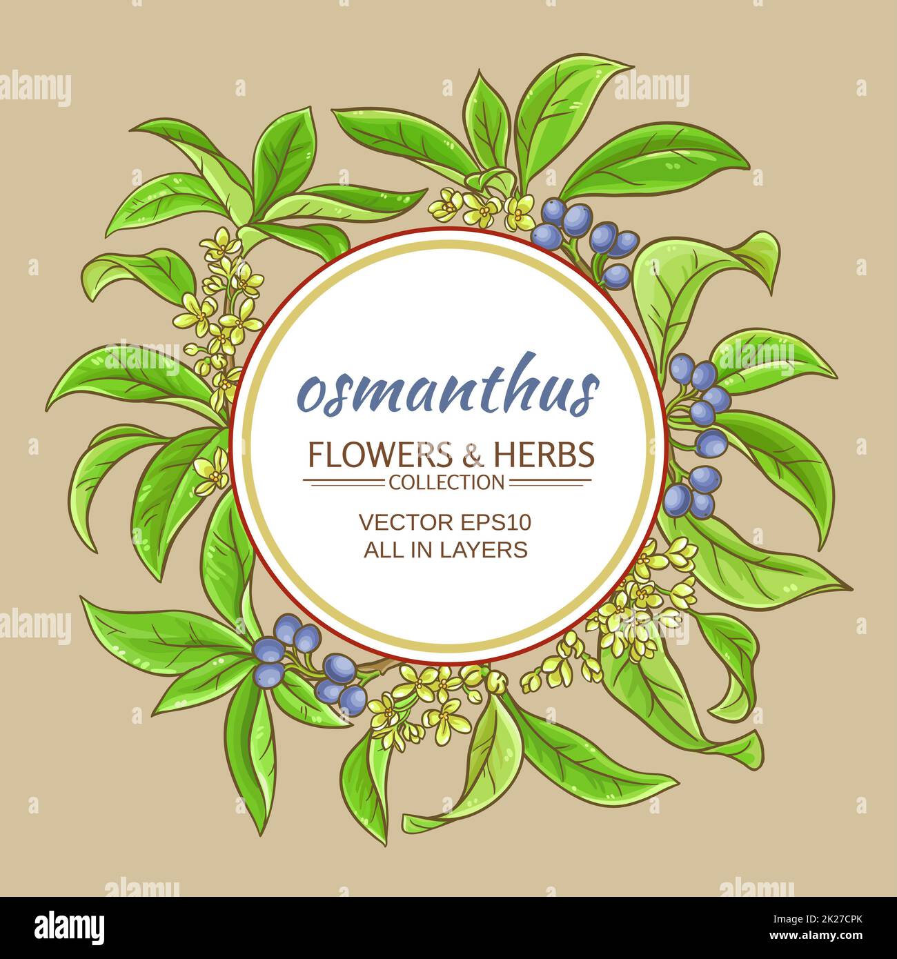 osmanthus vector frame Stock Photo - Alamy