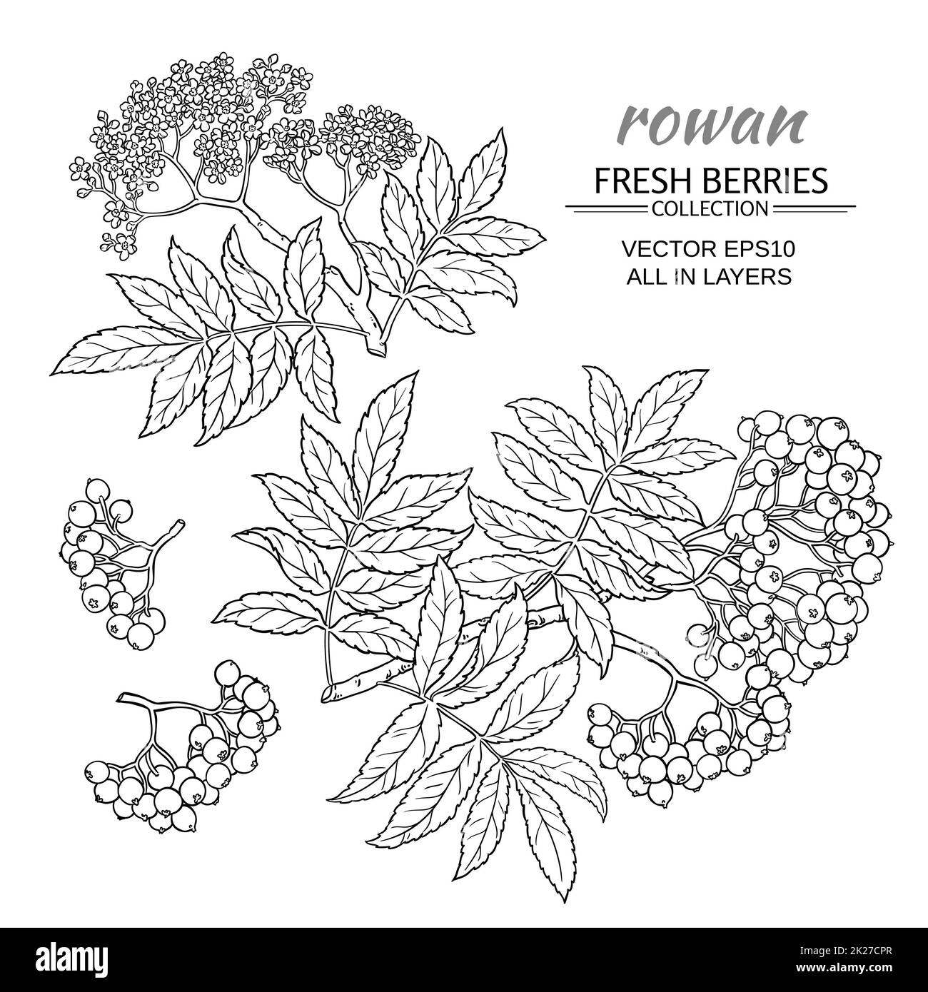 Set vector fall rowan Cut Out Stock Images & Pictures - Alamy