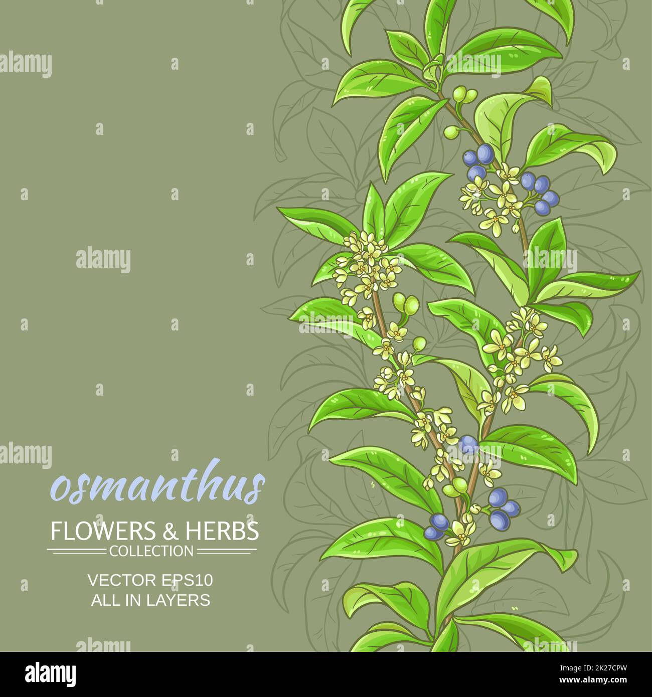 Osmanthus oil hi-res stock photography and images - Alamy