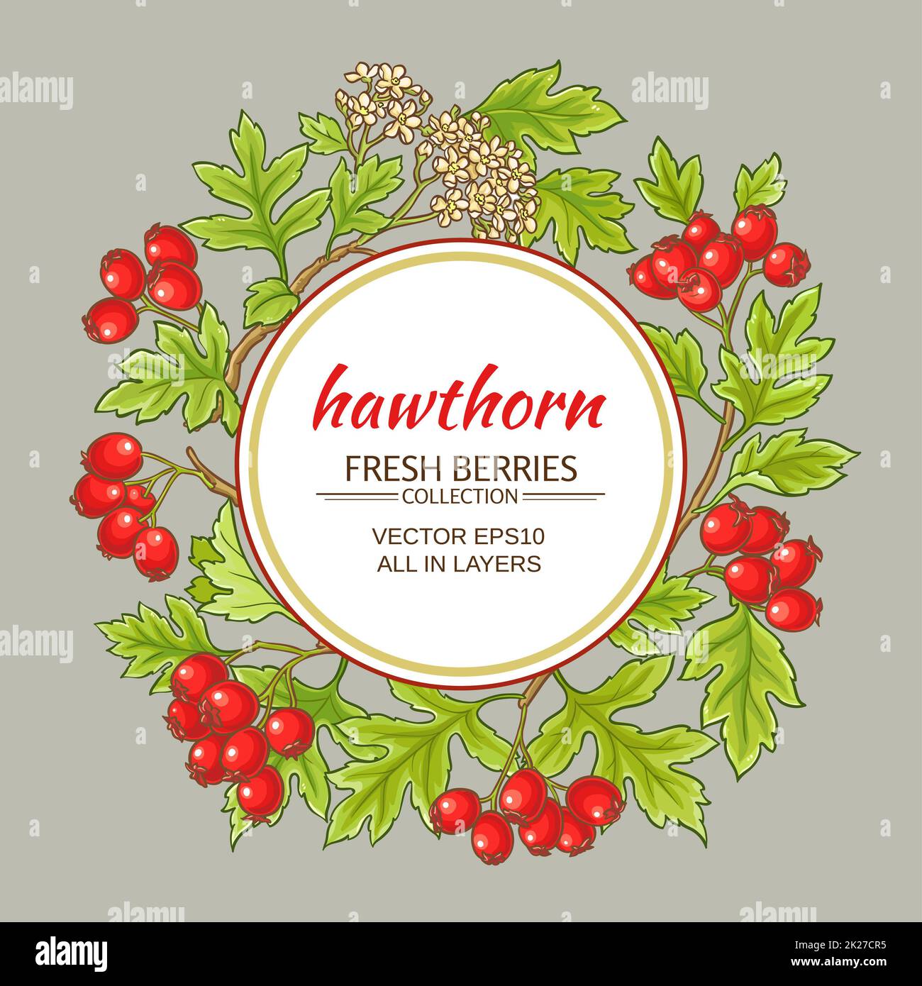 Hawthorn vector illustration hi-res stock photography and images - Alamy
