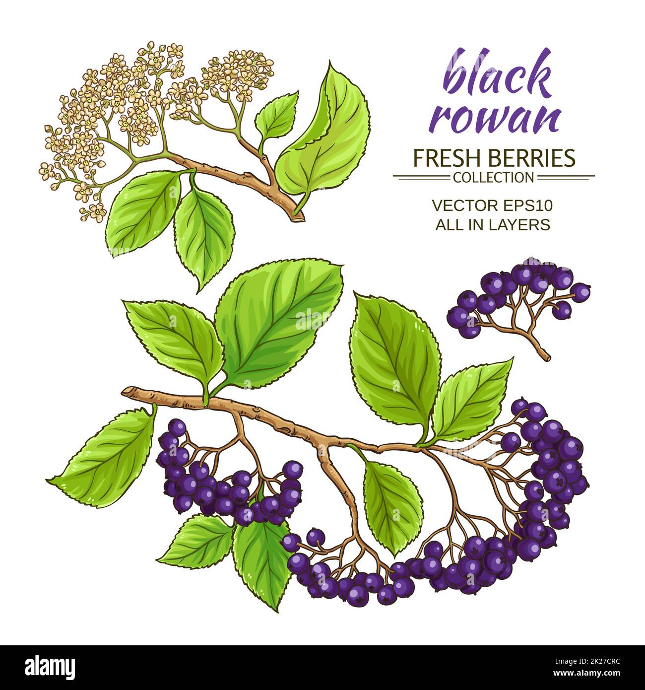 Black rowan berry hi-res stock photography and images - Alamy