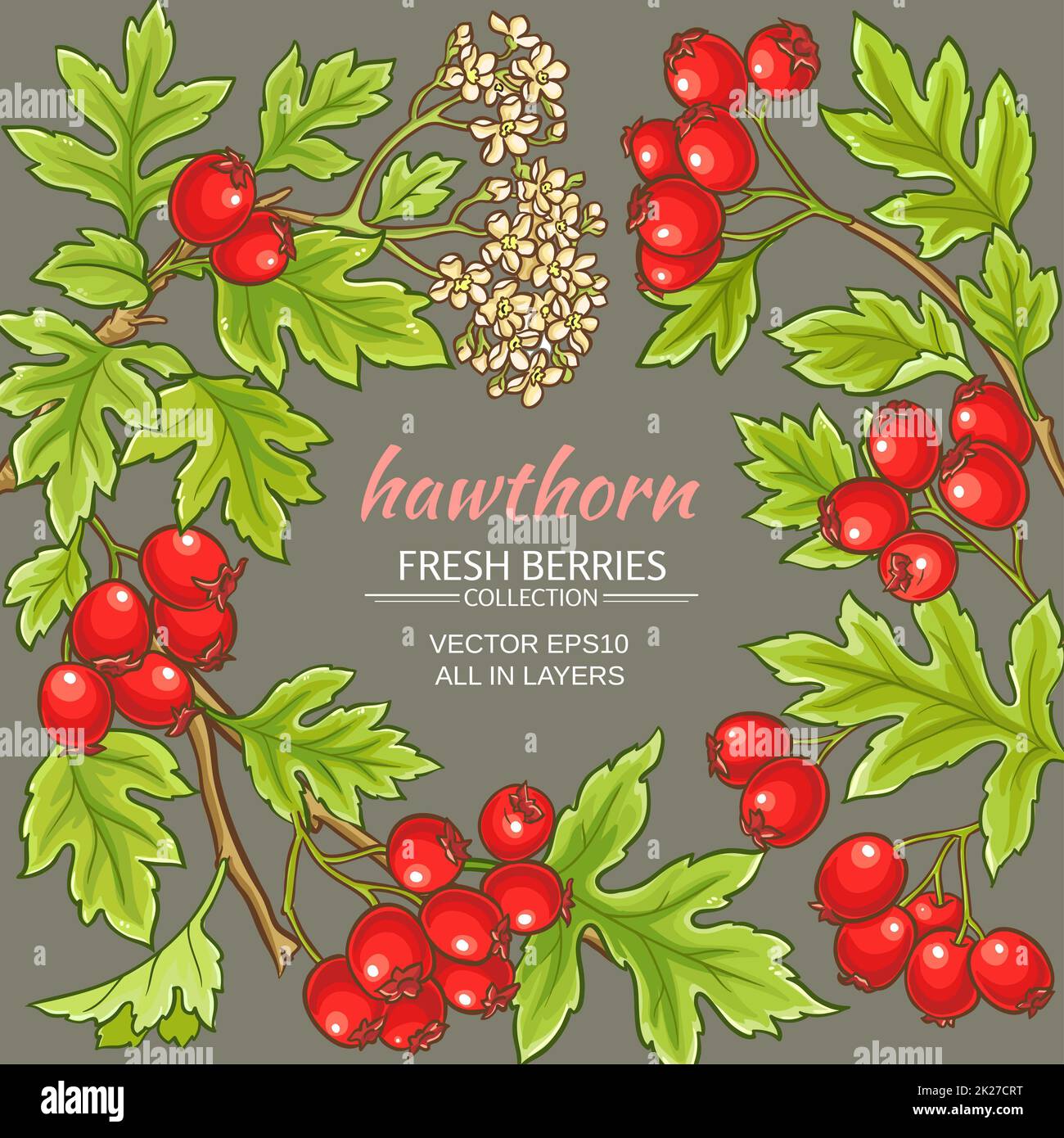 Hawthorn vector illustration hi-res stock photography and images - Alamy