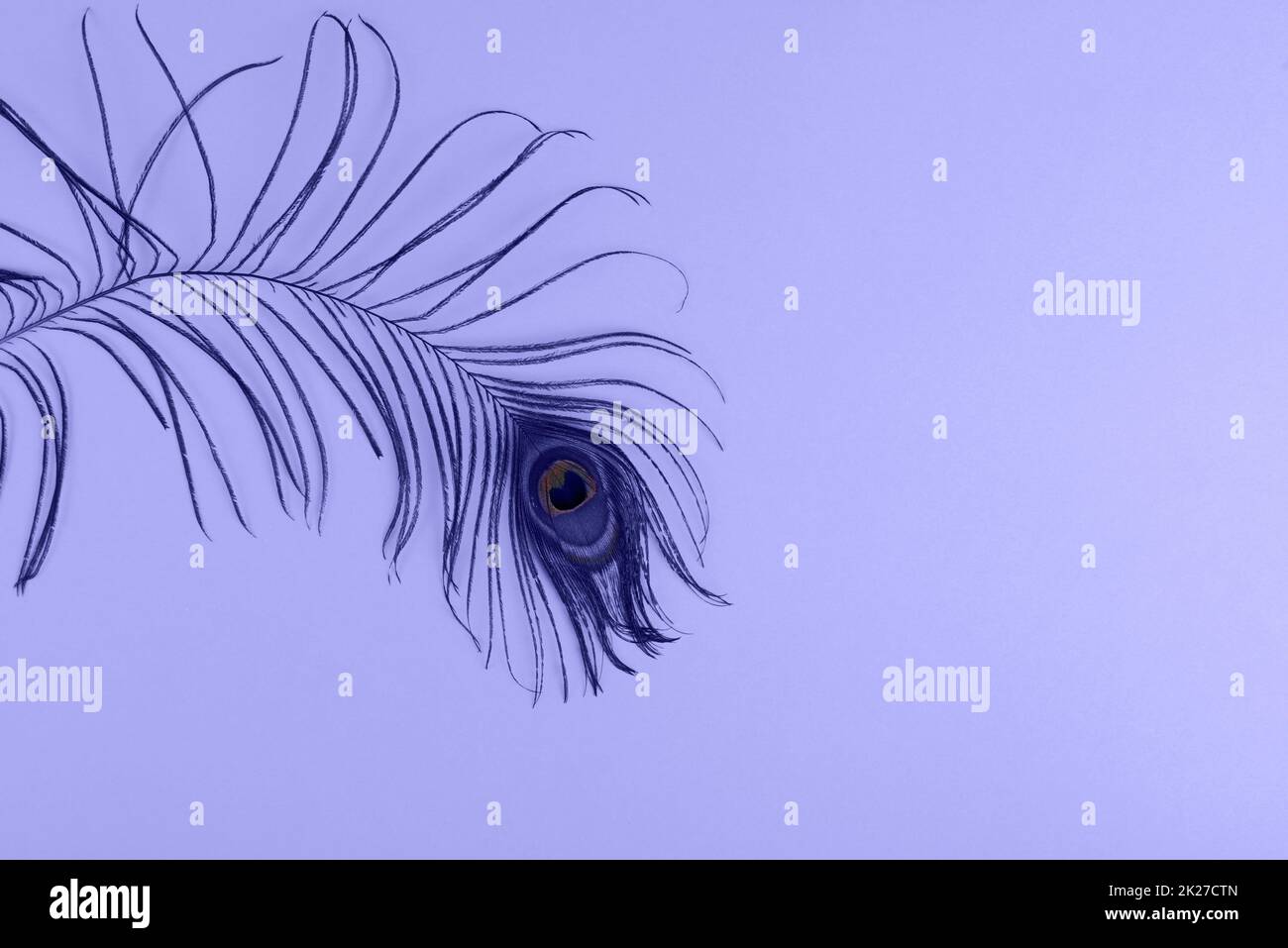 Peacock plume on colored in trendy violet color Stock Photo - Alamy