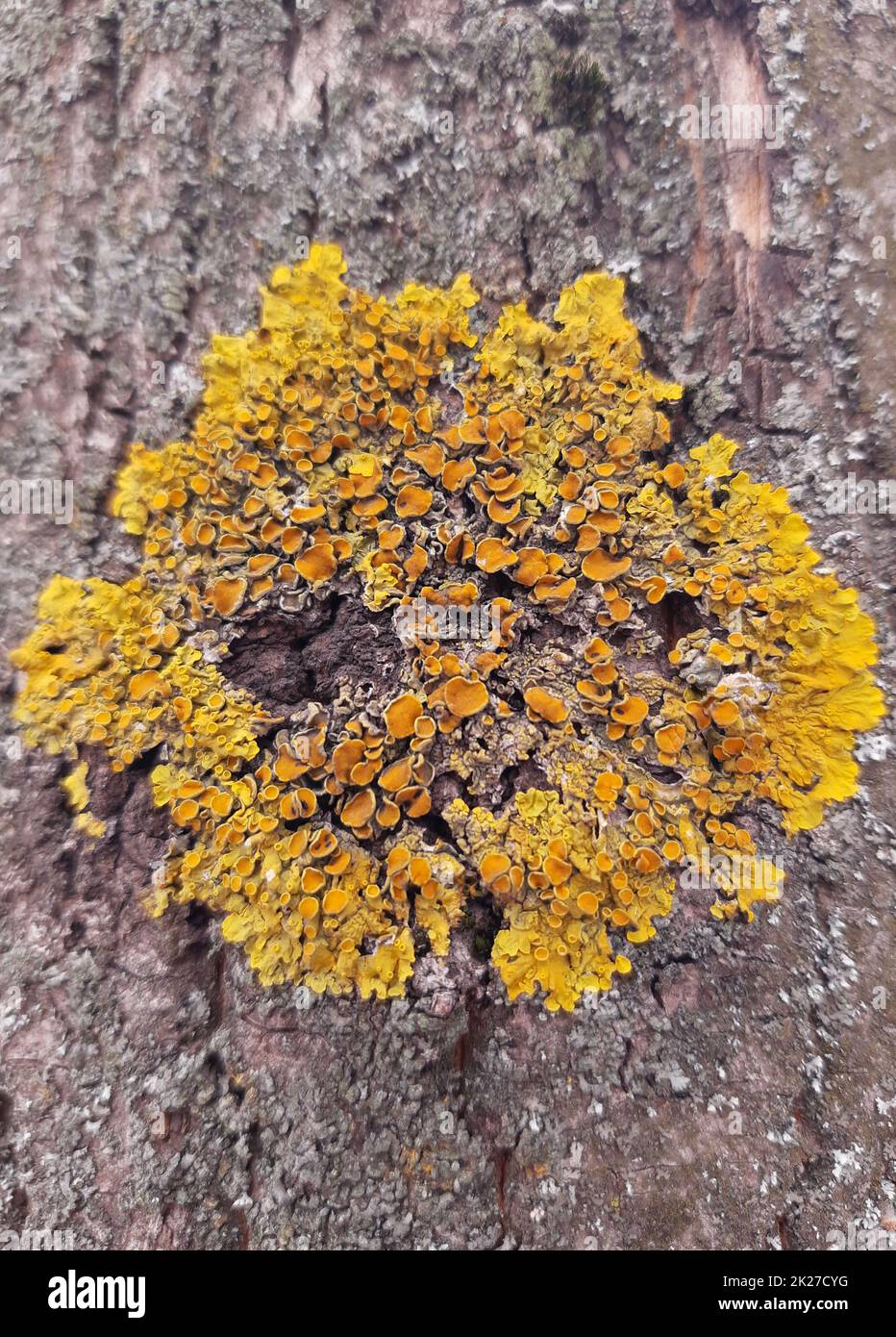 Microscopic lichen hi-res stock photography and images - Alamy