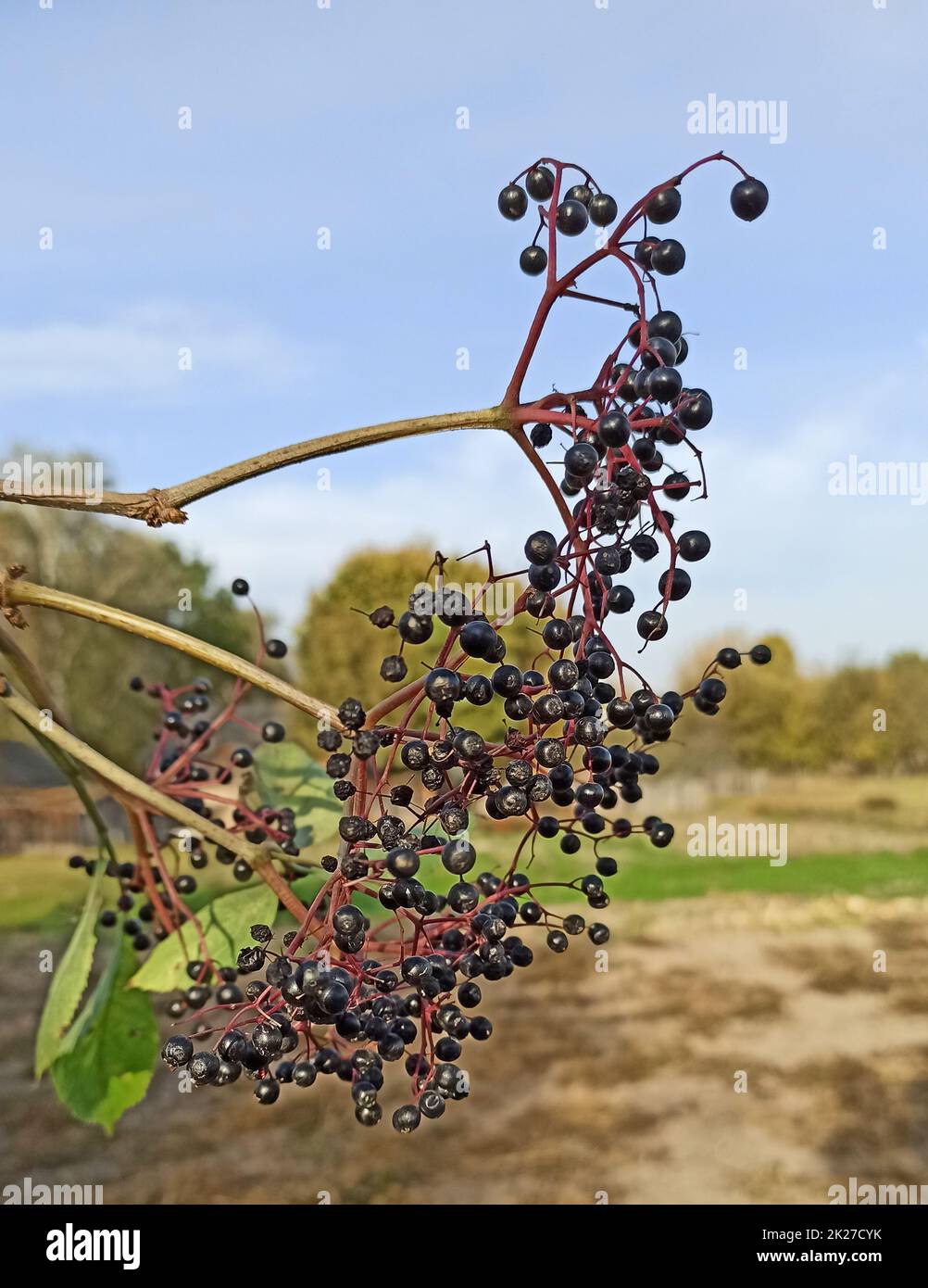 Elderberry tree hi-res stock photography and images - Alamy