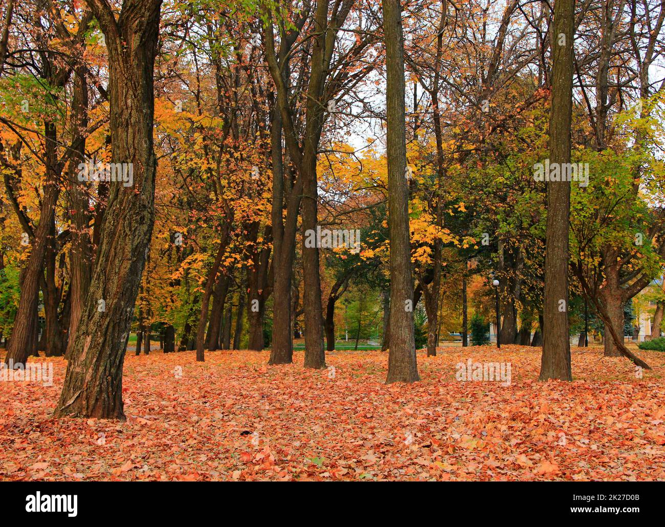 Autumn park with yellow trees. Seasonal specific Stock Photo - Alamy