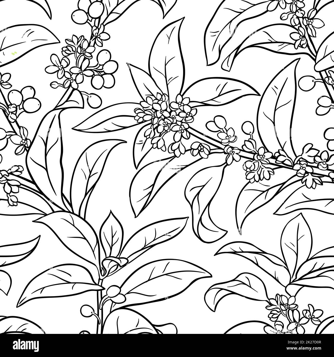 Sweet scented osmanthus tree hi-res stock photography and images - Alamy