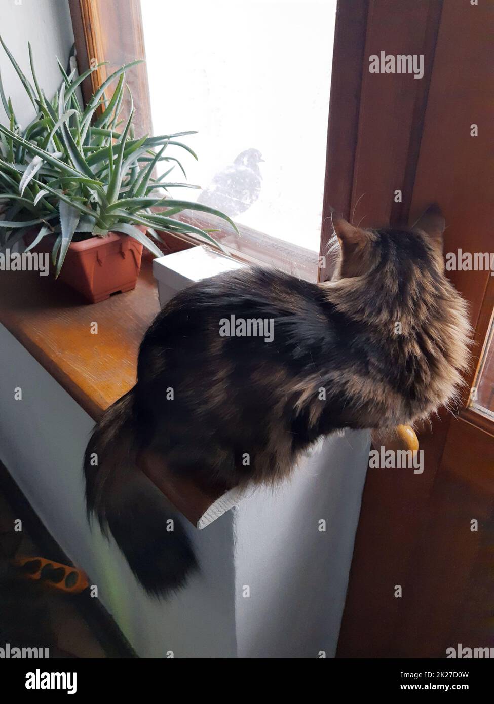 Cat watching pigeons through the window 1 Stock Photo - Alamy