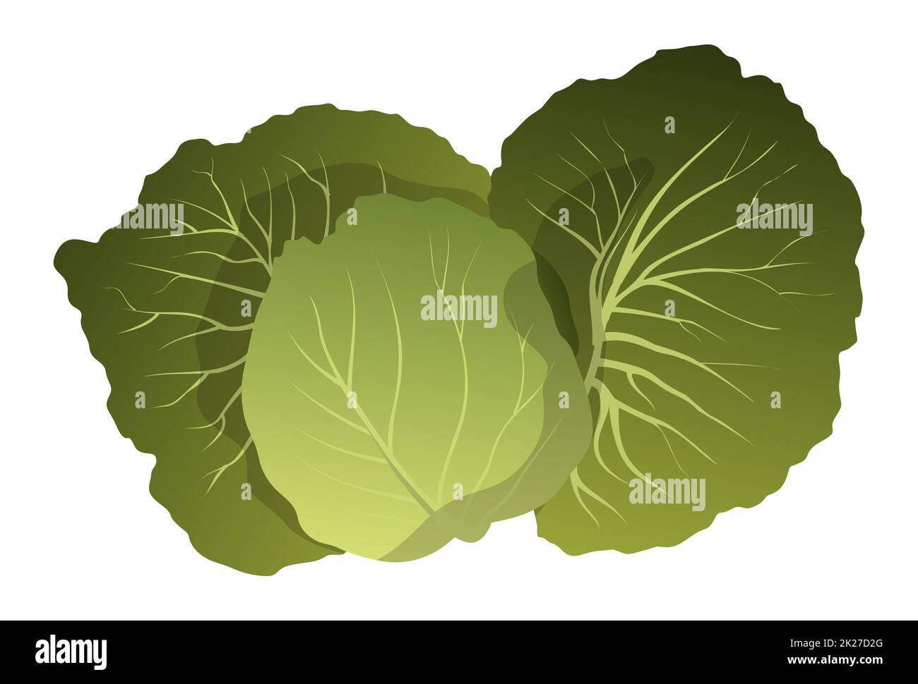 Lettuce leaf vector symbol Cut Out Stock Images & Pictures - Alamy