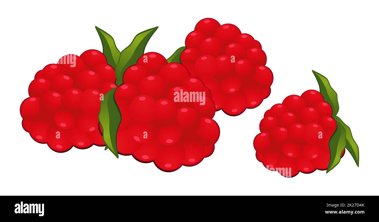Realistic fresh red raspberry isolated on white background - Vector ...