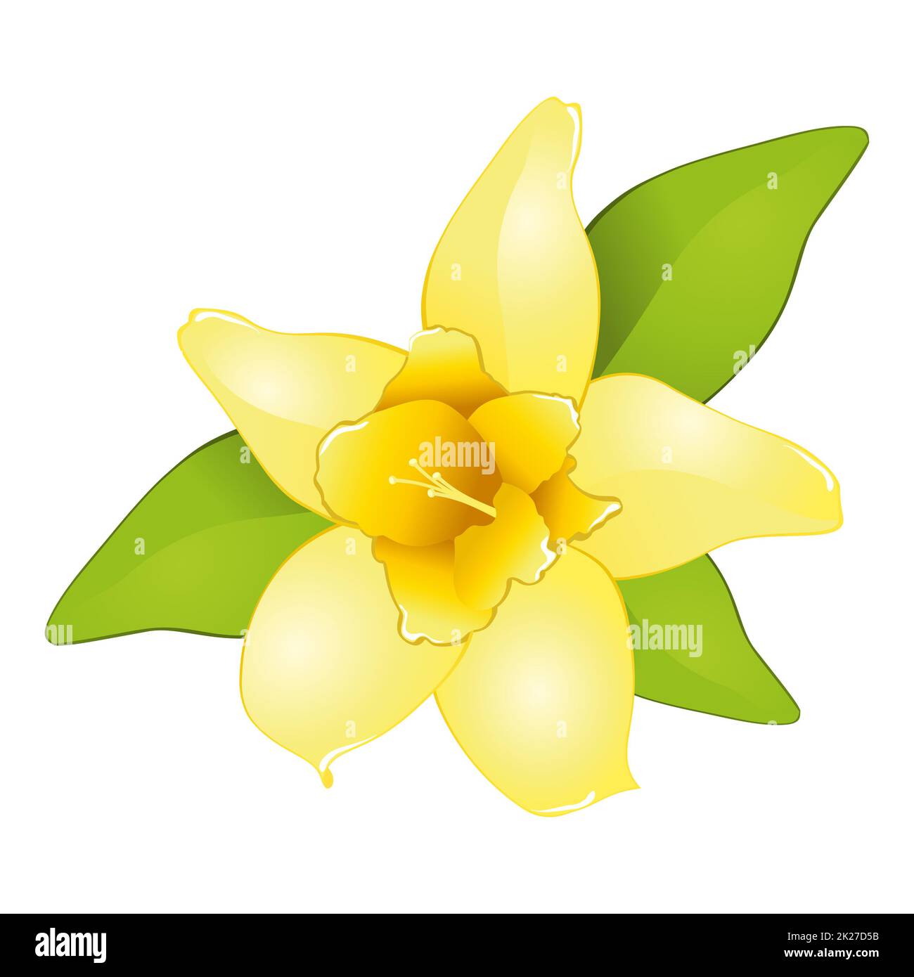Realistic fresh vanilla leaves on white background - Vector Stock Photo ...