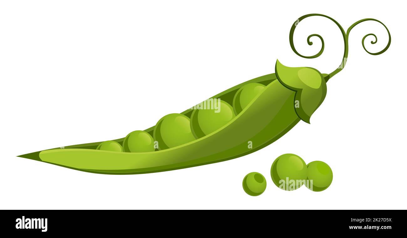 Realistic fresh ripe pea pod isolated on white background - Vector ...