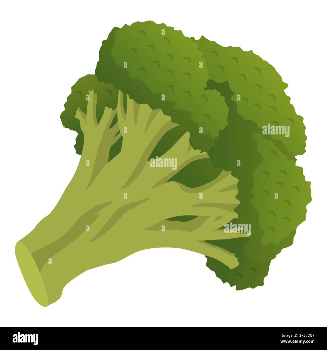 Broccoli drawing hi-res stock photography and images - Alamy