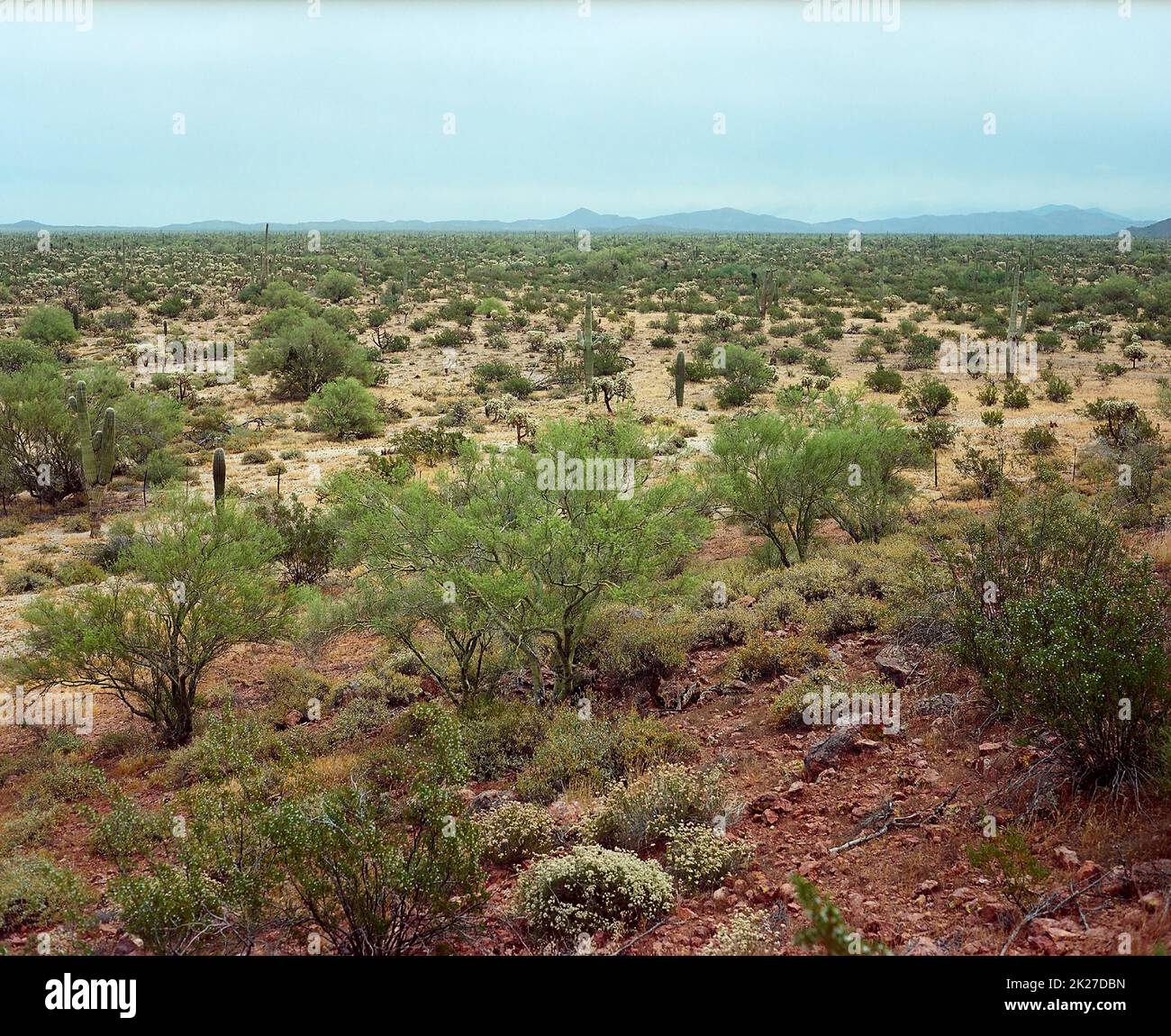 Sonora Desert Arizona Stock Photo - Alamy